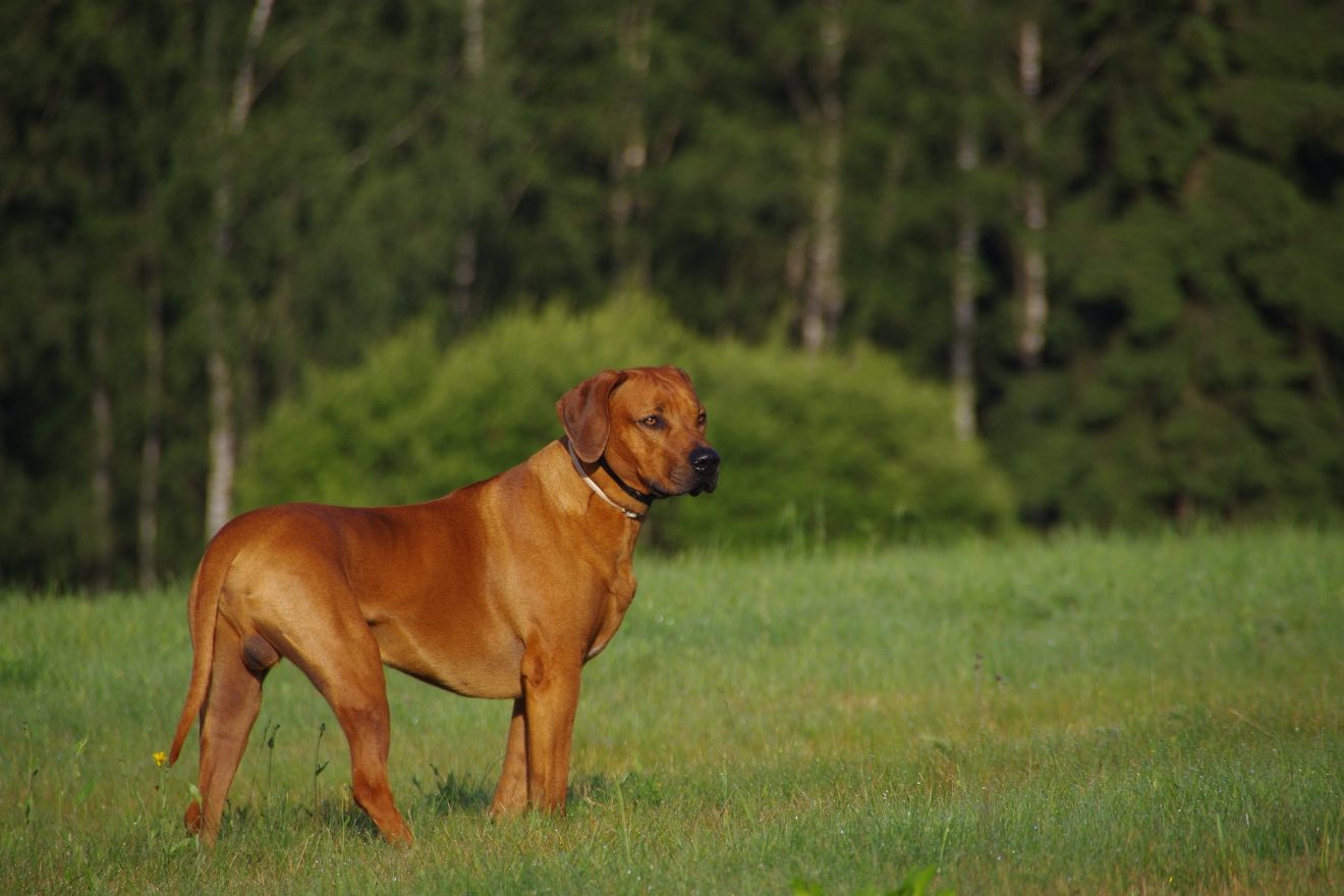 Rhodesian Ridgeback Vs Vizsla: Comparing Two Lovable Hunting Breeds