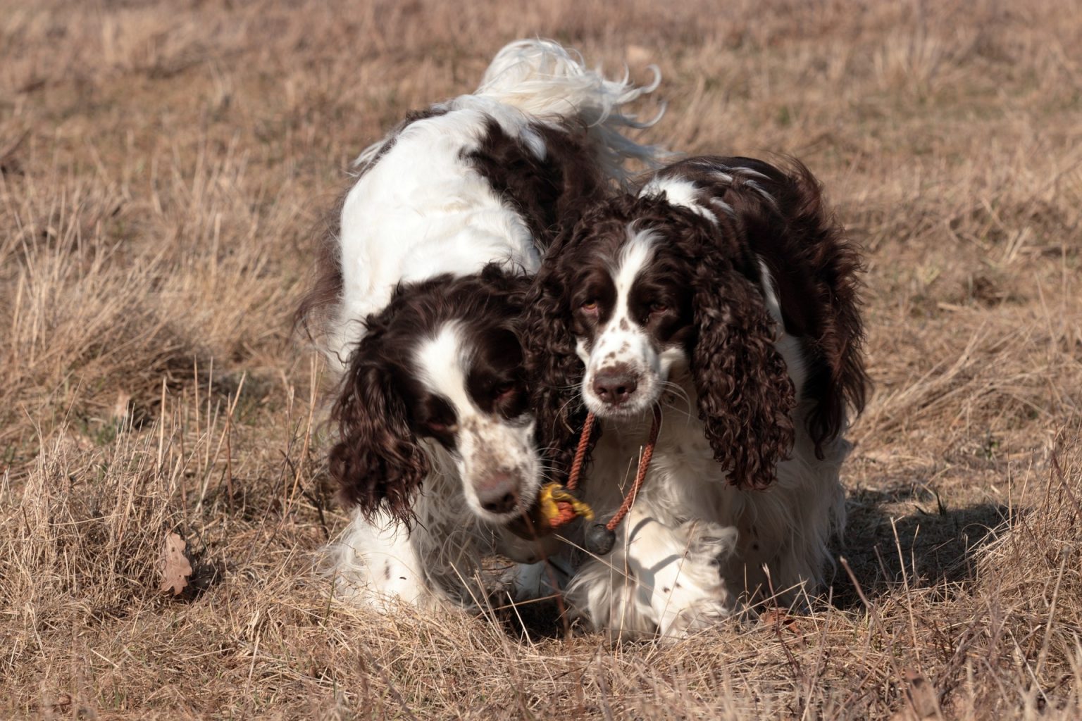 English Springer Spaniel Bench Vs Field: What Is The Main Difference?