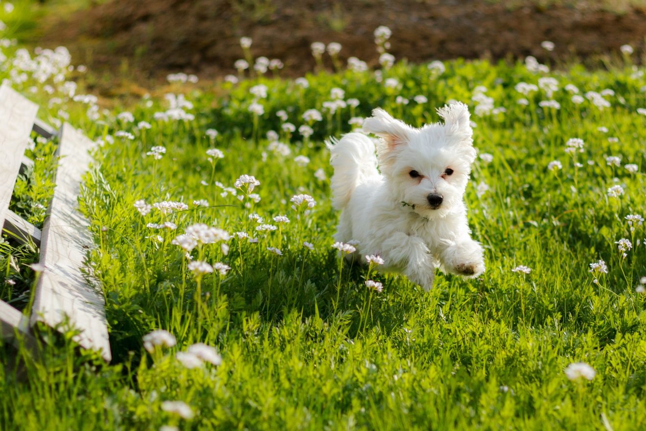Bichon Frise Vs Maltese: Choosing The Fluffy Friend For You