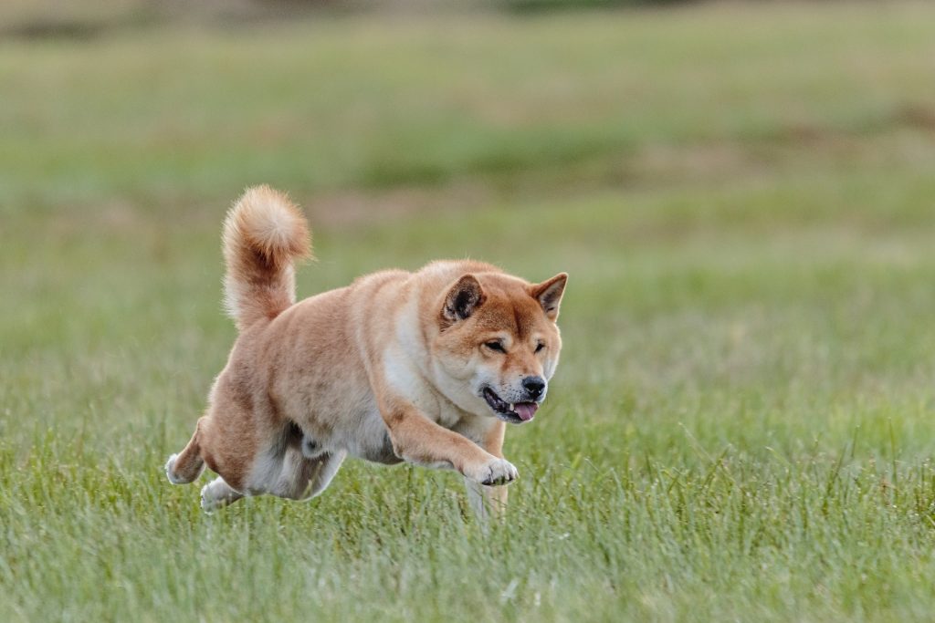 Shiba Inu Vs Corgi: Choosing The Perfect Cute Puppy For Your Family