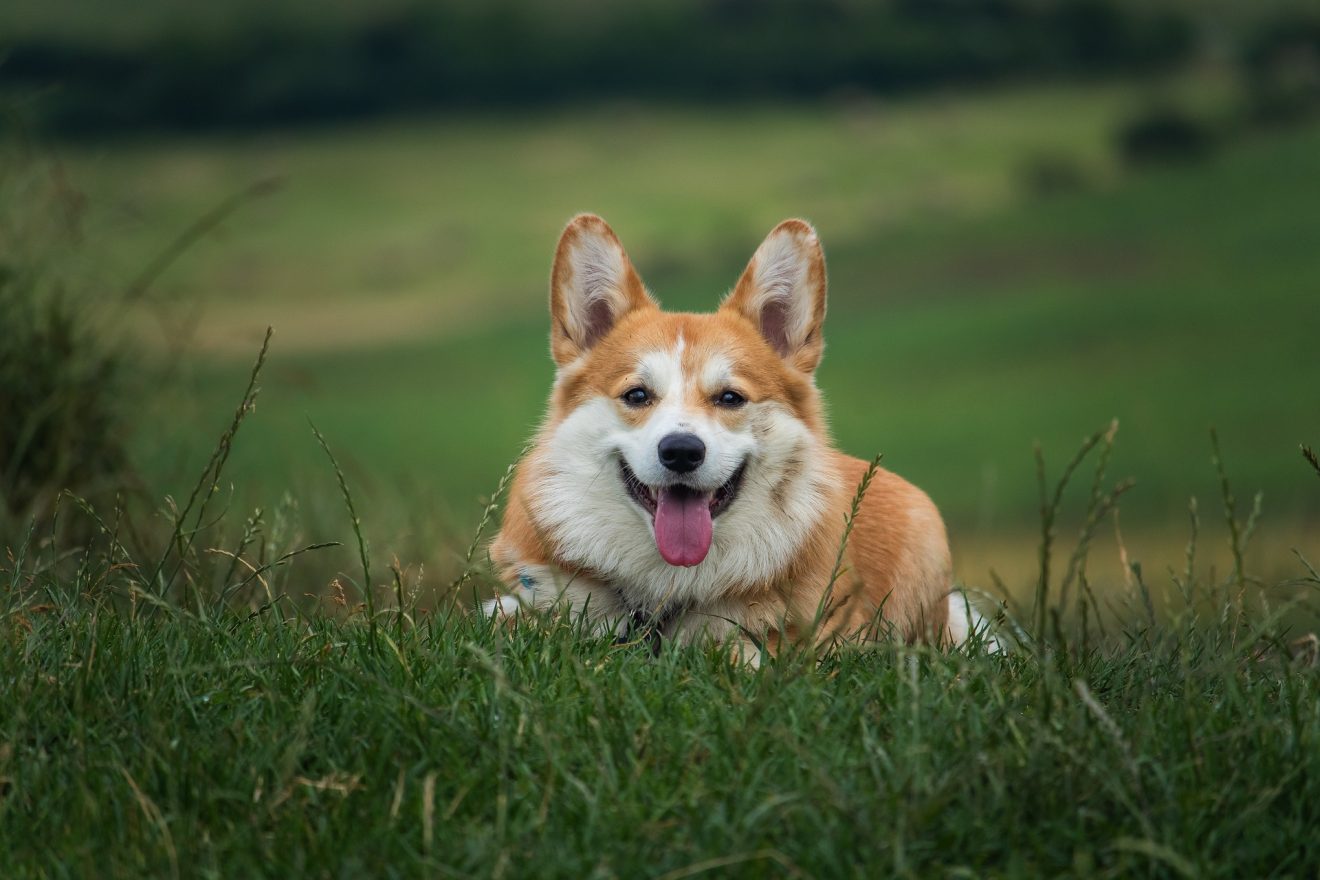 Shiba Inu Vs Corgi: Choosing The Perfect Cute Puppy For Your Family
