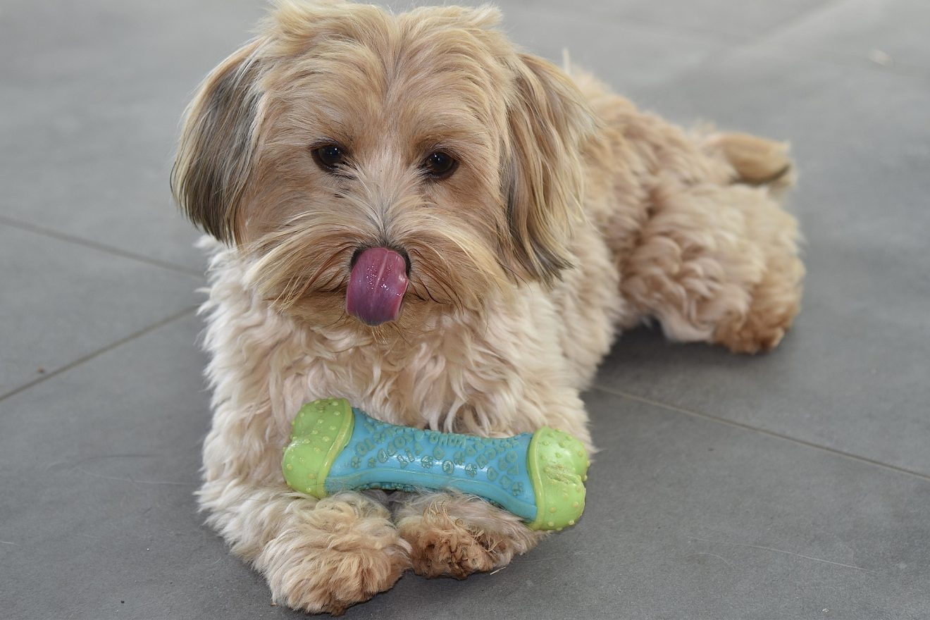 Havapoo Vs Havanese: Choosing Your Perfect Furry Companion