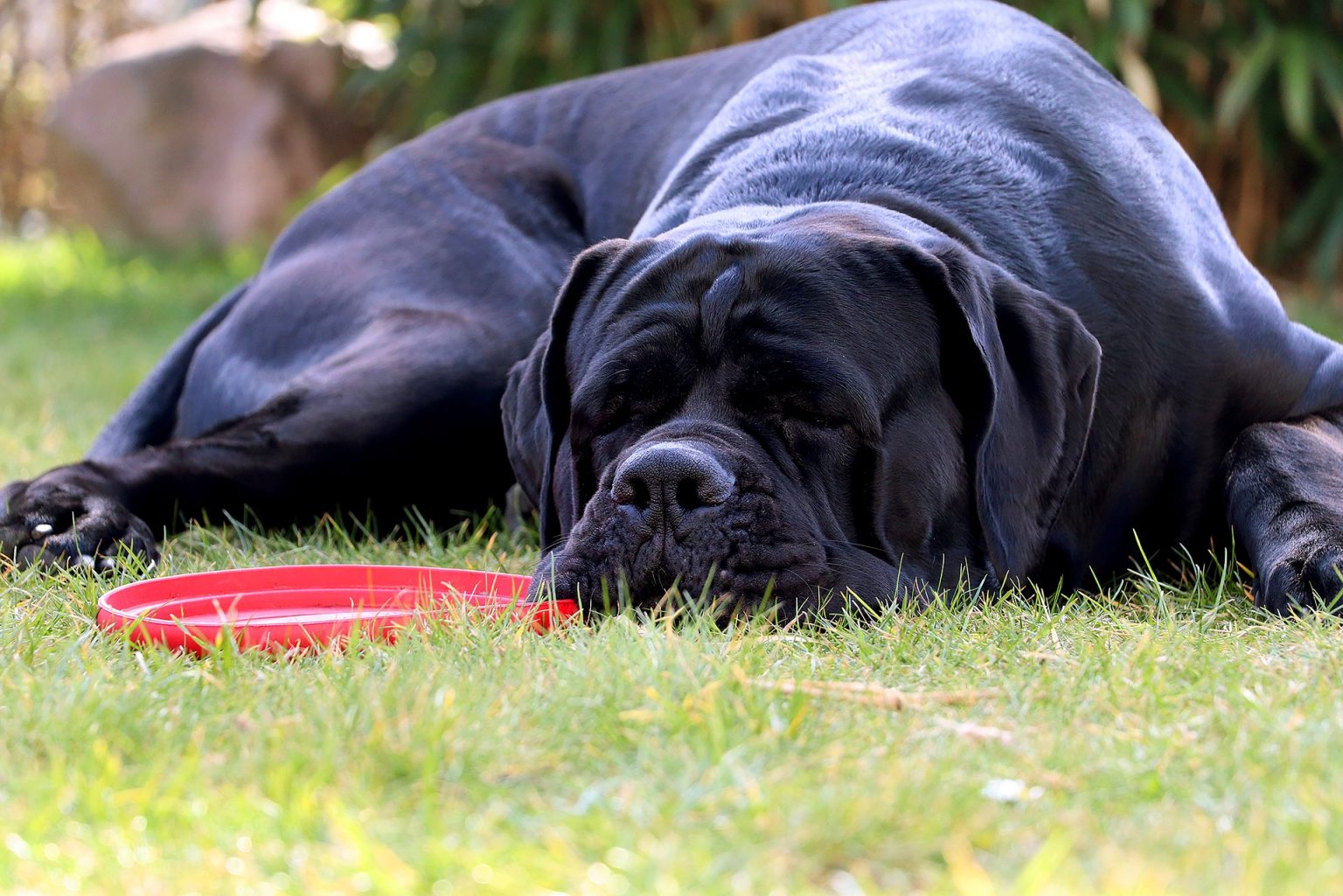 Male Vs Female Cane Corso: Understanding Personality And Traits Differences