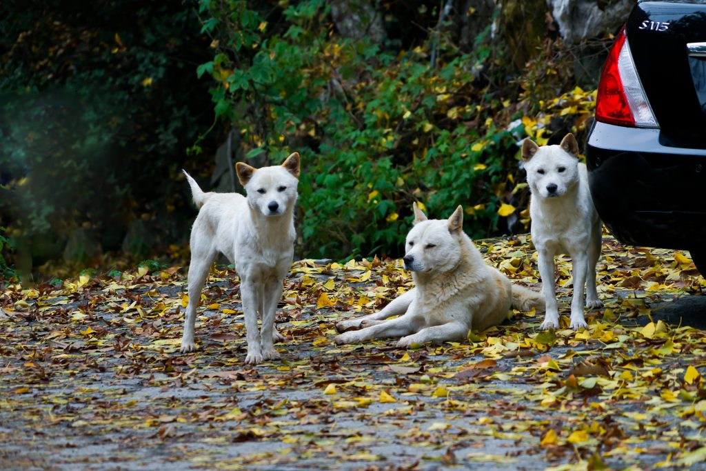 Jindo Vs Shiba Inu: Explaining Differences And Helping You Choose The ...