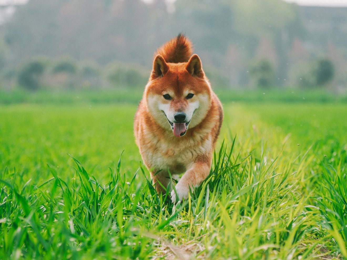 Shiba Inu Vs Corgi: Choosing The Perfect Cute Puppy For Your Family