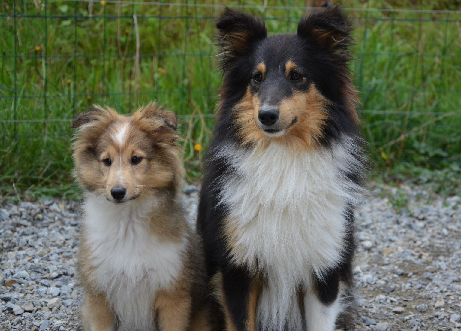 Shetland Sheepdog Vs Collie: Understanding Your Furry Friends