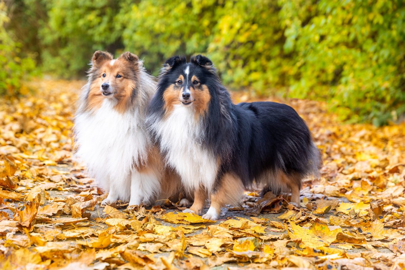 Border Collie Vs Shetland Sheepdog: Comparing These Energetic Herders
