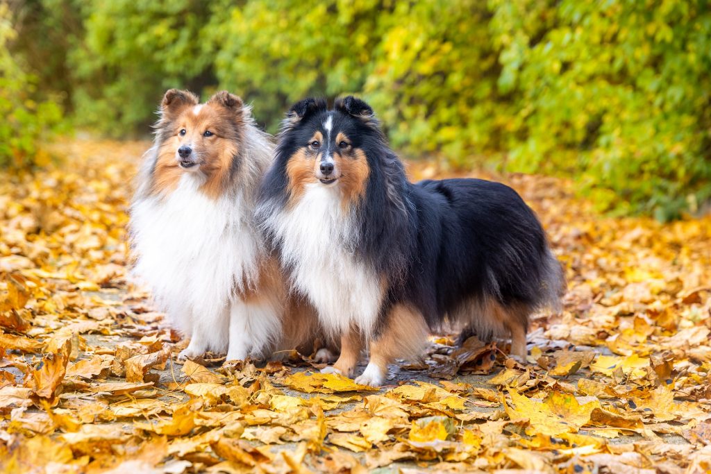 Shetland Sheepdog Vs Rough Collie: Understanding The Herding Breed ...
