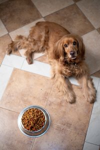 Cocker Spaniel Vs Springer Spaniel: Choosing Your Perfect Pet Companion