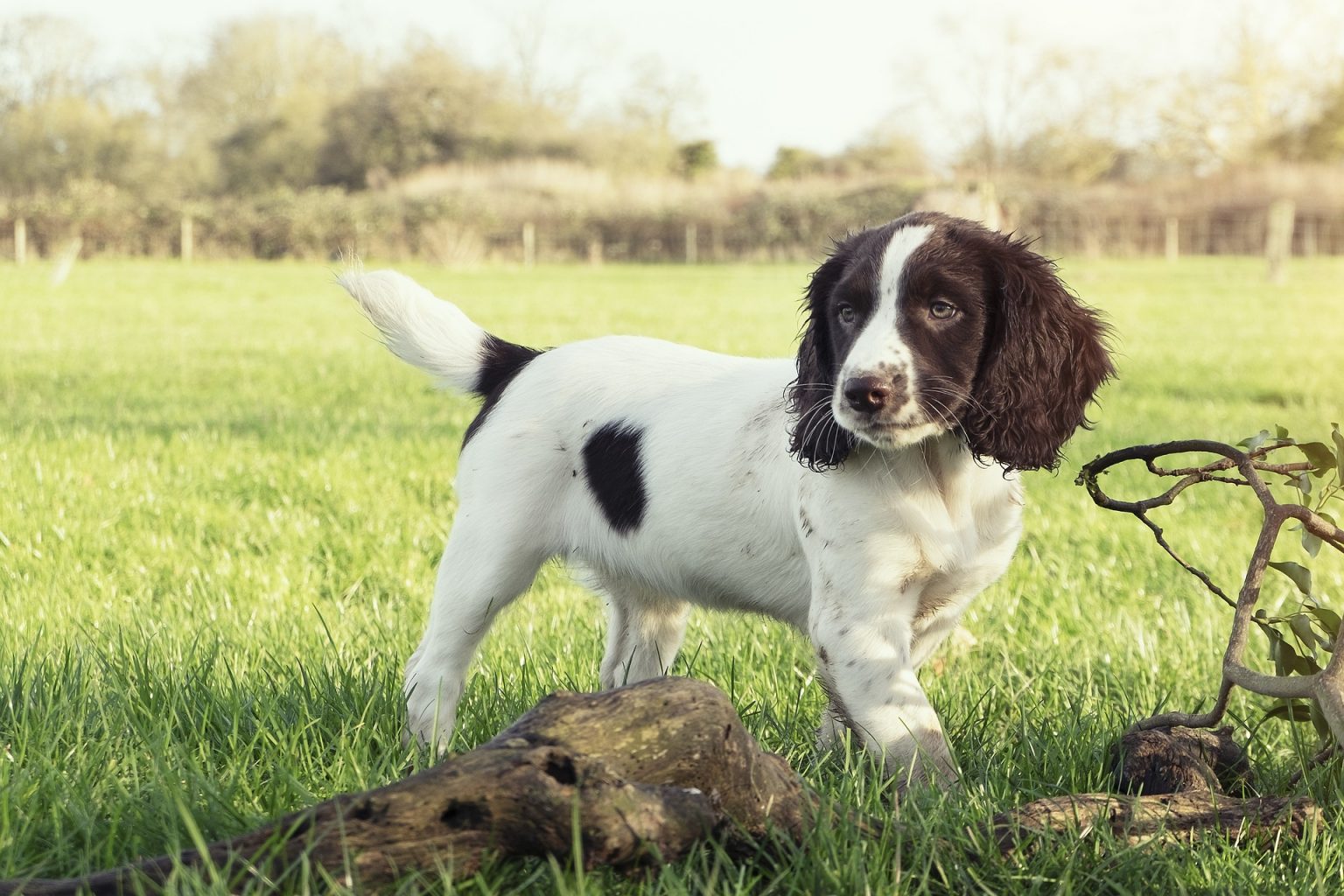 Cocker Spaniel Vs Springer Spaniel: Choosing Your Perfect Pet Companion