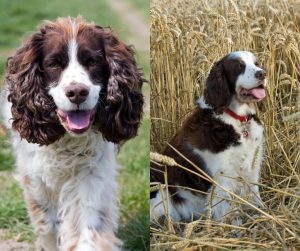 Male Vs Female English Springer Spaniel: Comparing Traits And Temperaments