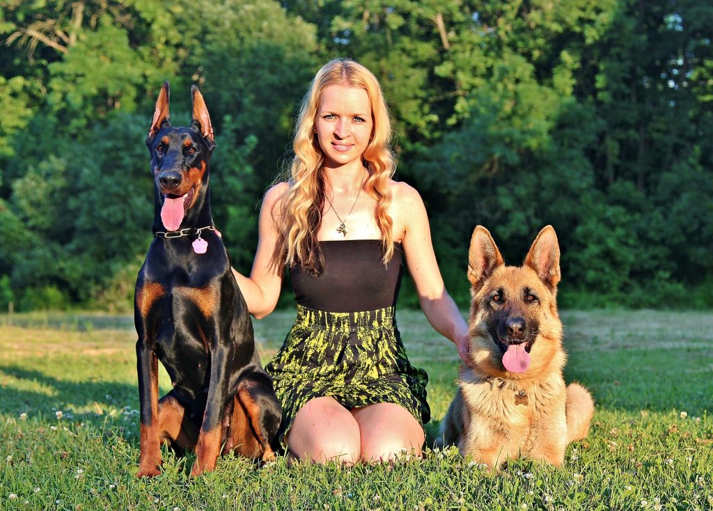 Belgian Malinois Vs Doberman: Choosing The Right Breed For Your Family
