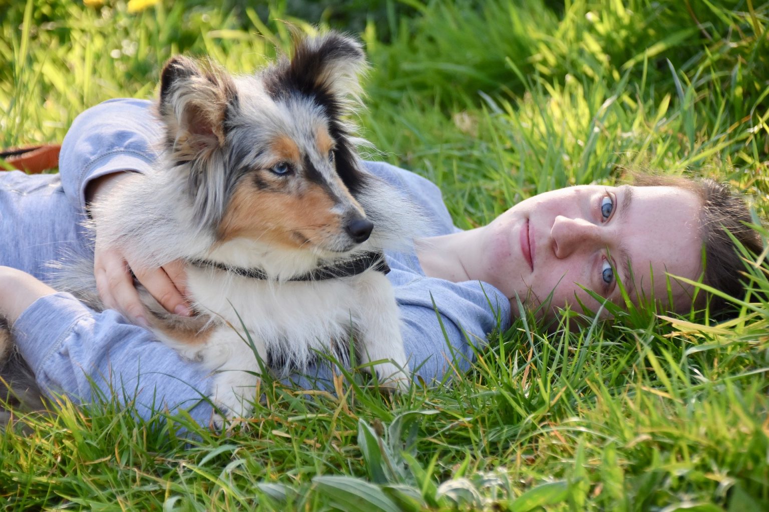 Shetland Sheepdog Vs Rough Collie: Understanding The Herding Breed ...