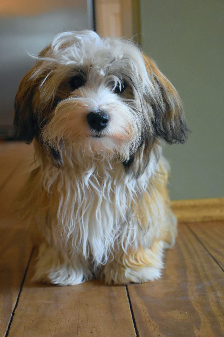 Havapoo Vs Havanese: Choosing Your Perfect Furry Companion