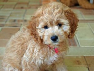 Havapoo Vs Cavapoo: How To Tell The Difference Between Poodle Mixes?