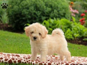 Havapoo Vs Havanese: Choosing Your Perfect Furry Companion