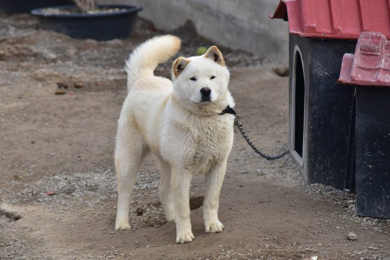 Jindo Vs Shiba Inu: Explaining Differences And Helping You Choose The ...