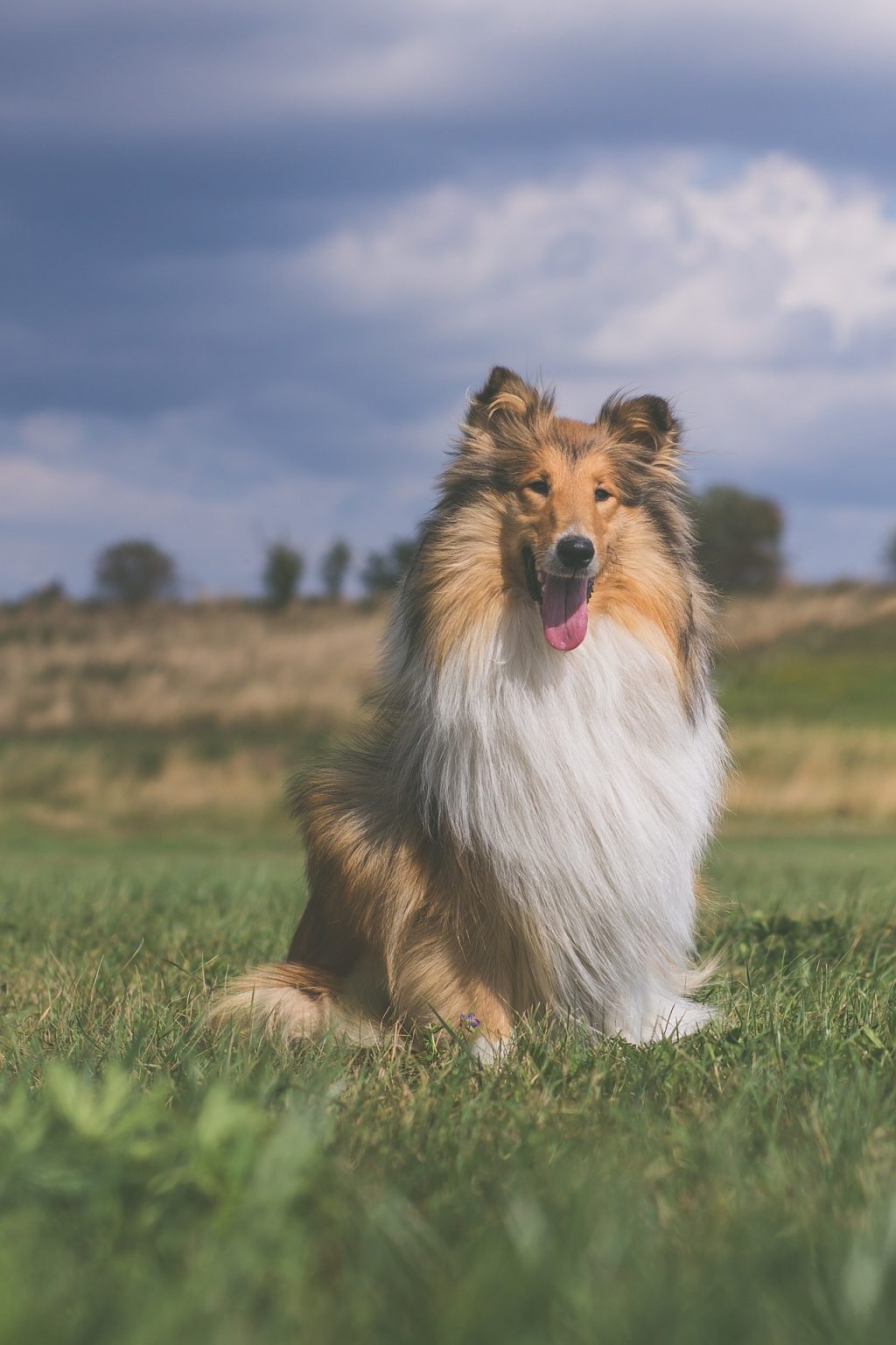Rough Collie Vs Border Collie: Understanding The Differences Between ...