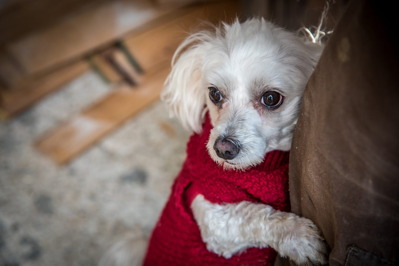Bichon Frise Vs Maltese: Choosing The Fluffy Friend For You