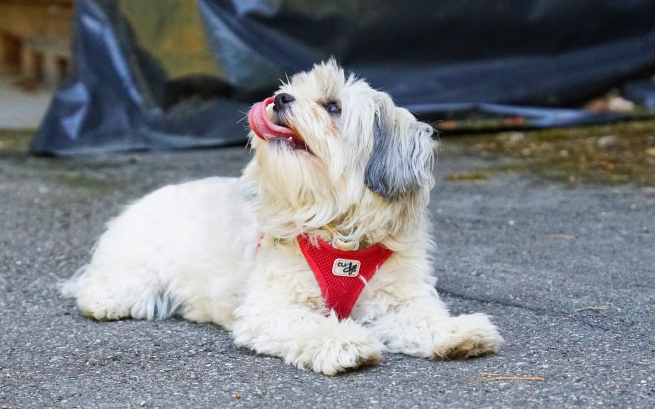 Havapoo Vs Havanese: Choosing Your Perfect Furry Companion