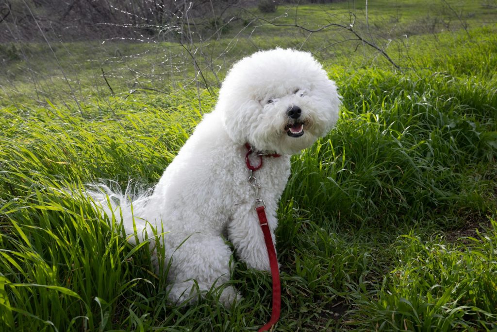 Bichon Frise Vs Toy Poodle: Choosing Your Fluffy Best Friend