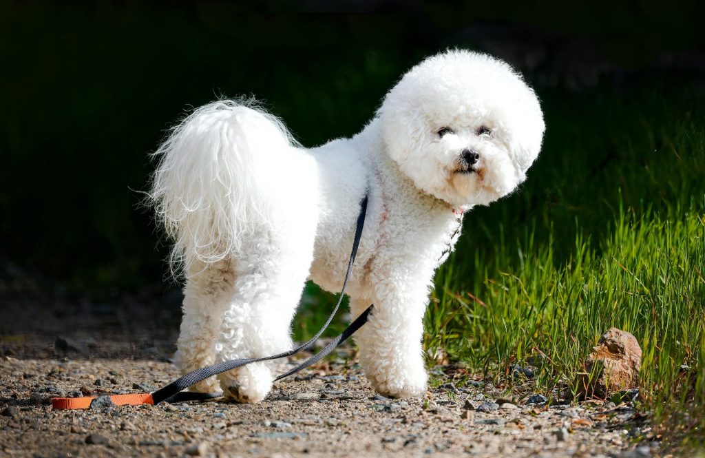 Bichon Frise Vs Poodle: Choosing Your Fluffy Best Friend