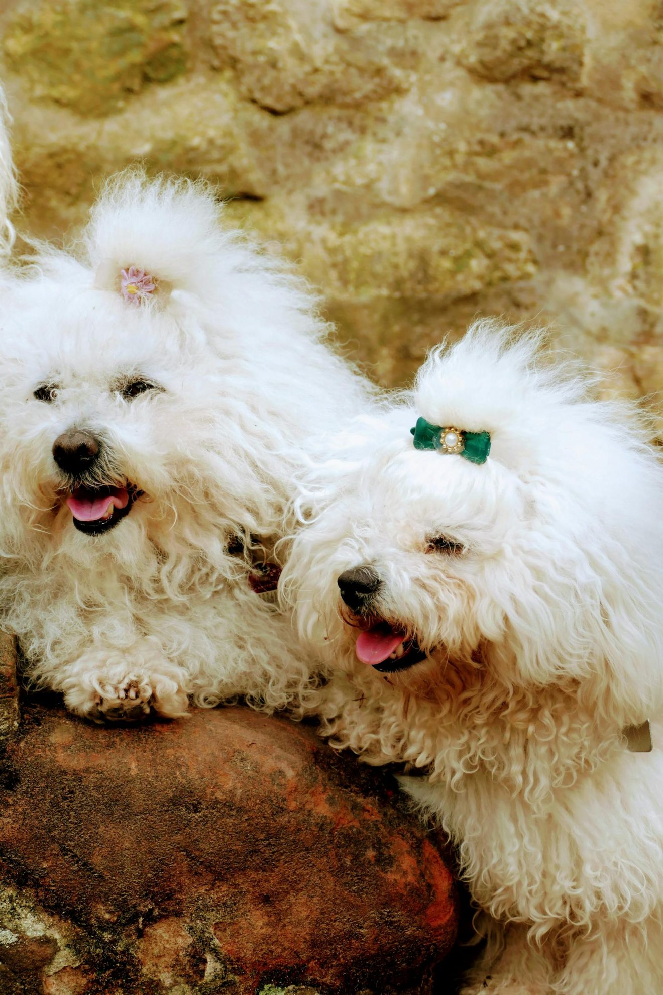 Bichon Frise Vs Poodle: Choosing Your Fluffy Best Friend