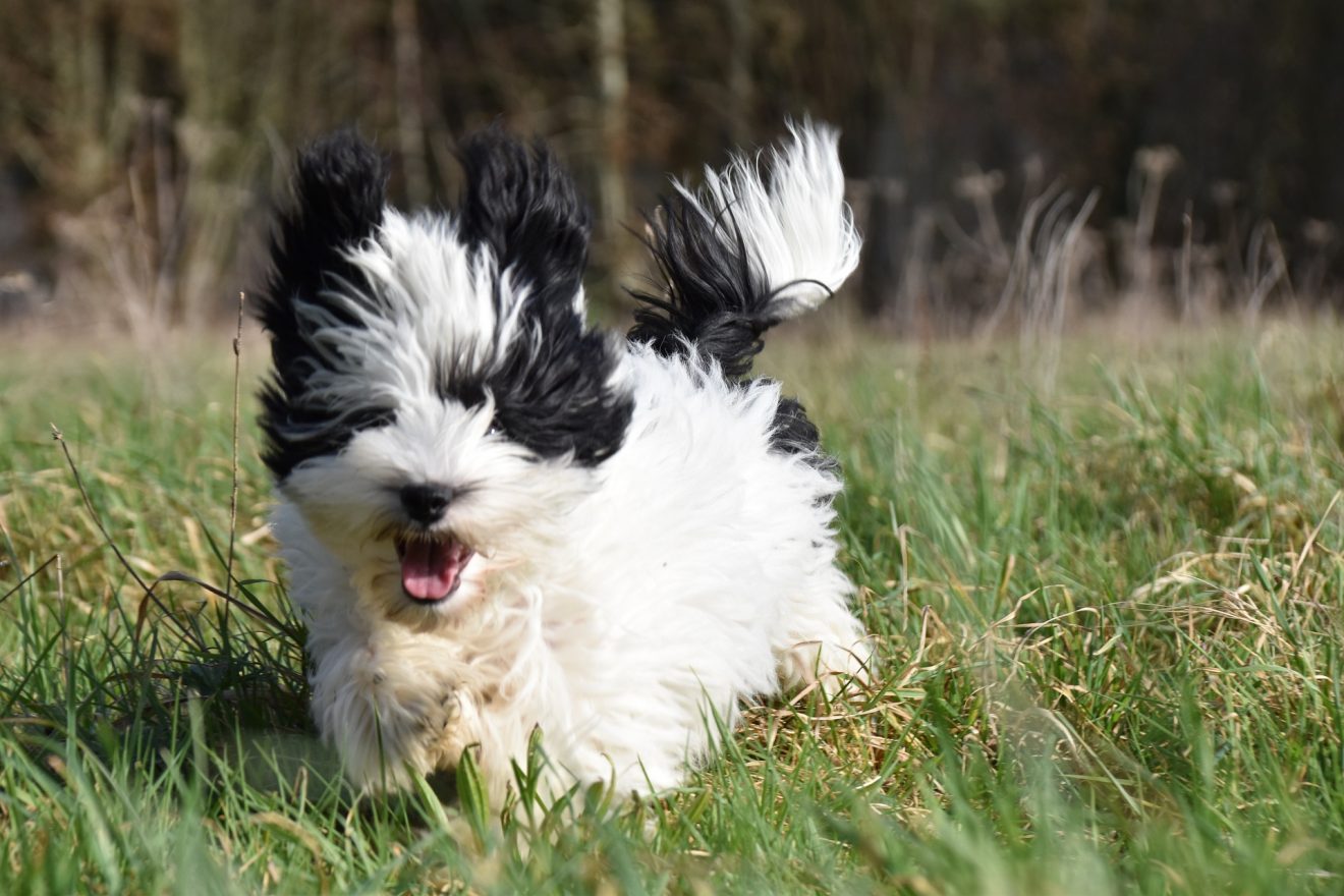 Havapoo Vs Havanese: Choosing Your Perfect Furry Companion