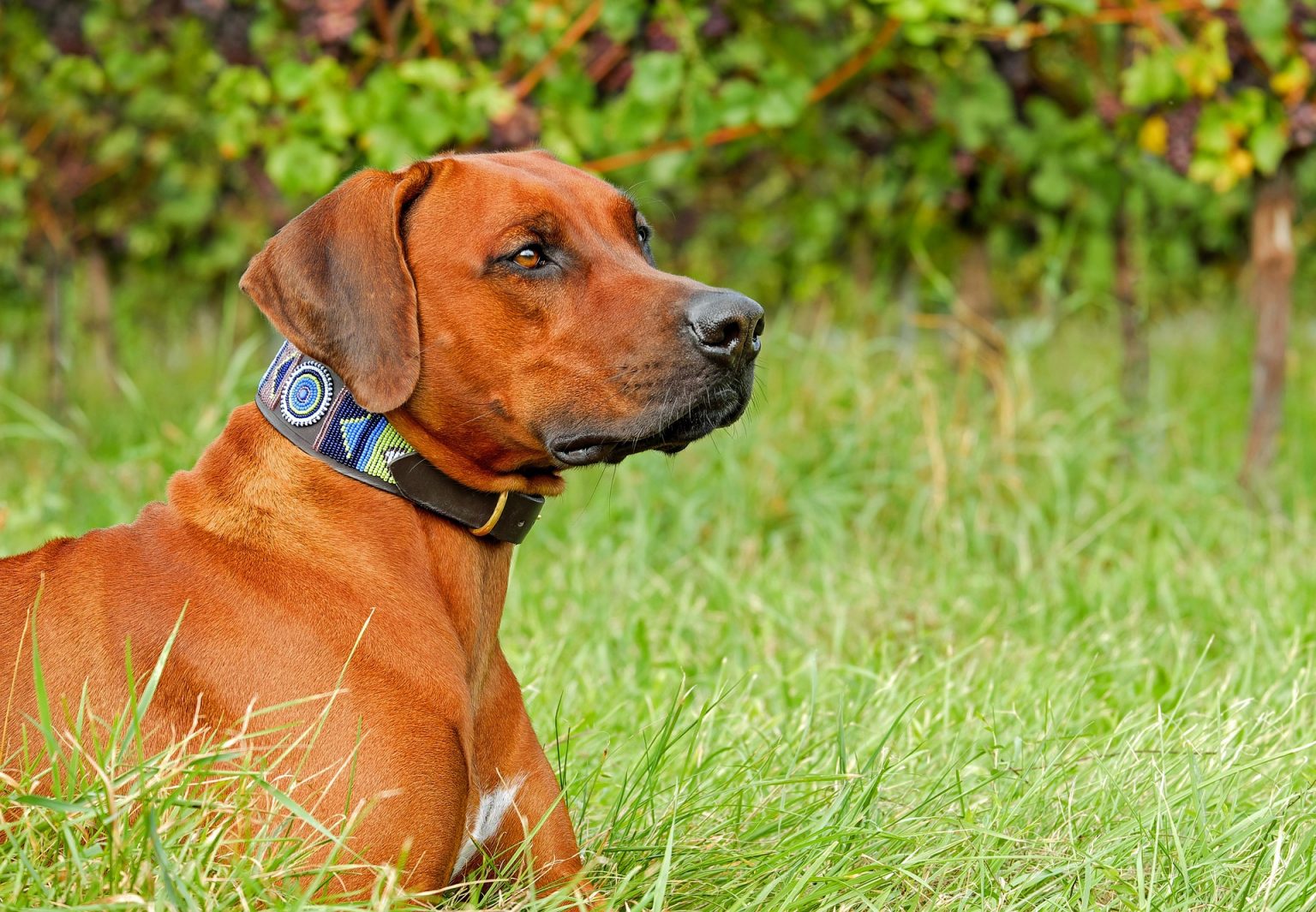 Rhodesian Ridgeback Vs Vizsla: Comparing Two Lovable Hunting Breeds