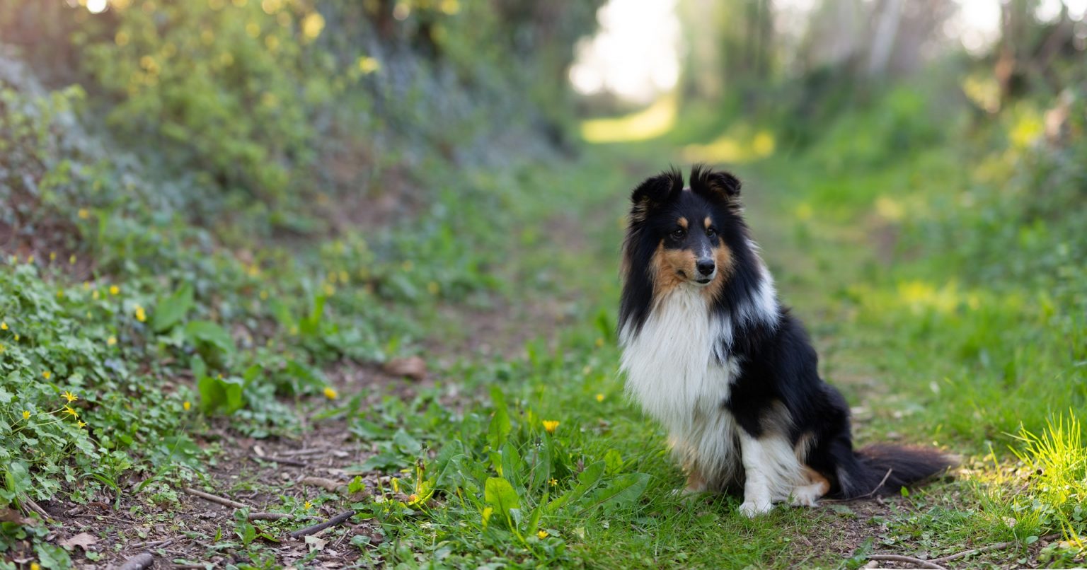Sheltie Vs Shetland Sheepdog: Unraveling The Mystery Of These Charming ...