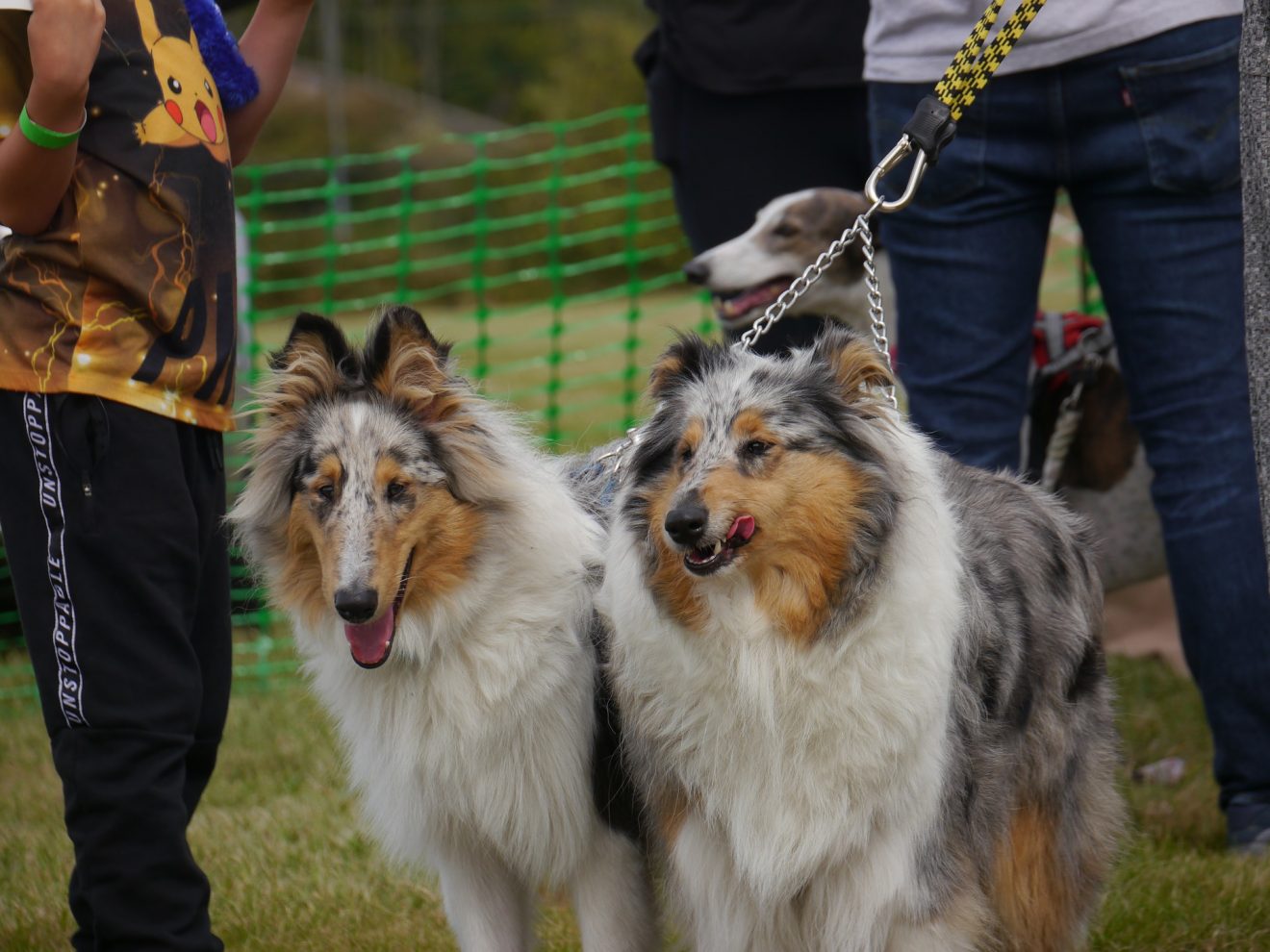 Rough Collie Vs Border Collie: Understanding The Differences Between ...