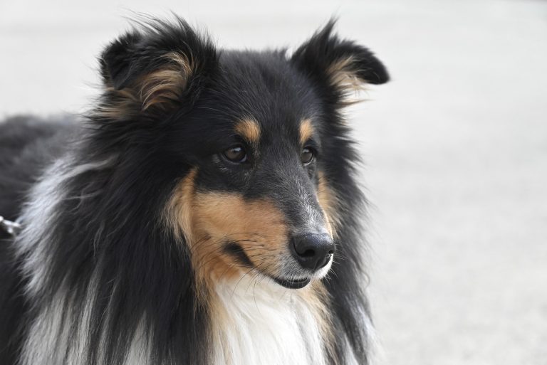Shetland Sheepdog Vs Rough Collie: Understanding The Herding Breed ...