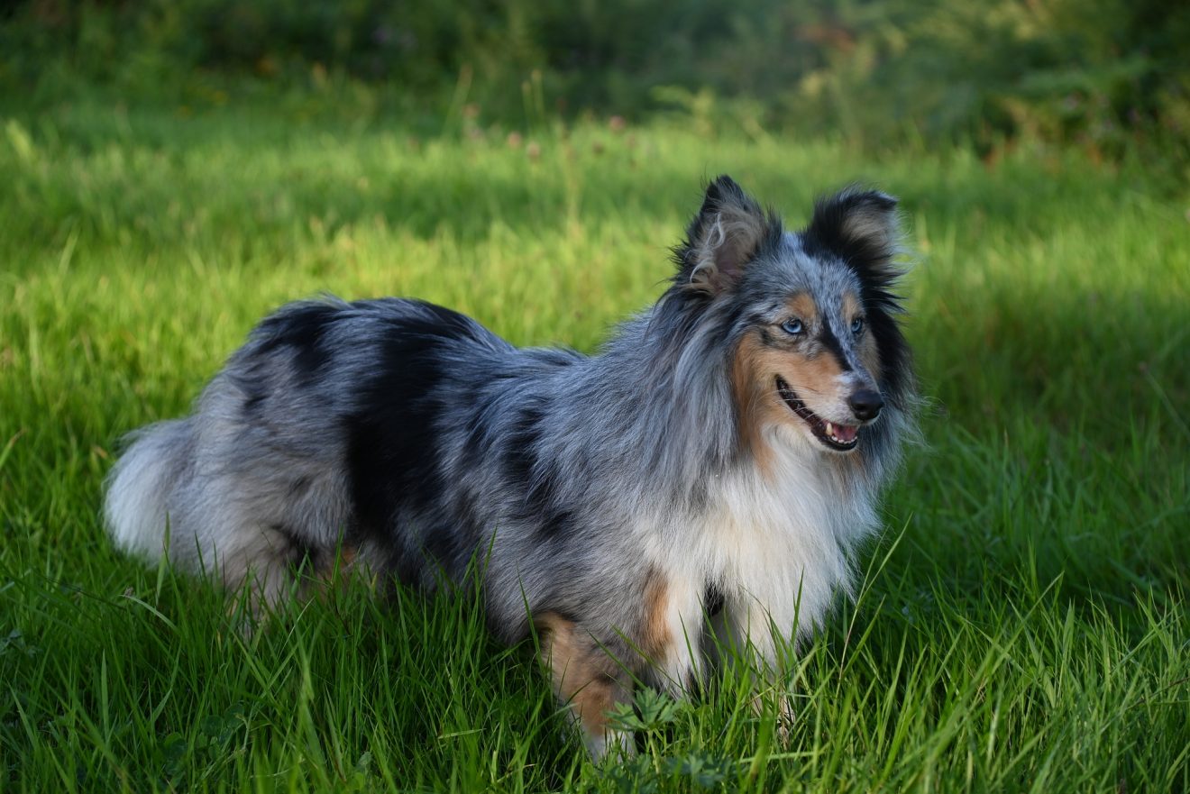 Shetland Sheepdog Vs Rough Collie: Understanding The Herding Breed ...