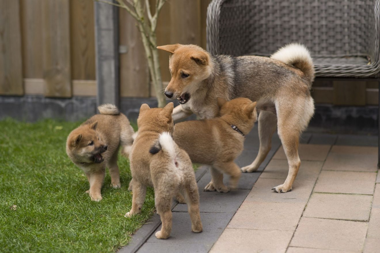 Shiba Inu Vs Corgi: Choosing The Perfect Cute Puppy For Your Family