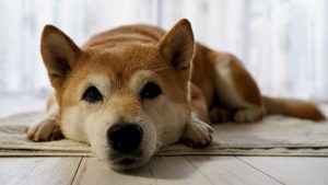 Jindo Vs Shiba Inu: Explaining Differences And Helping You Choose The ...