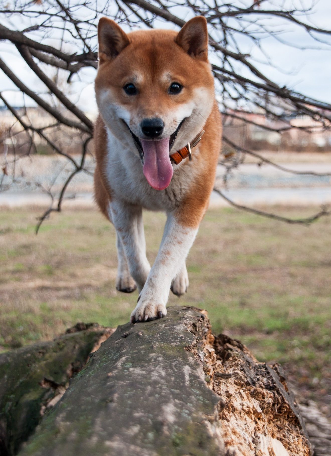 Shiba Inu Vs Corgi: Choosing The Perfect Cute Puppy For Your Family