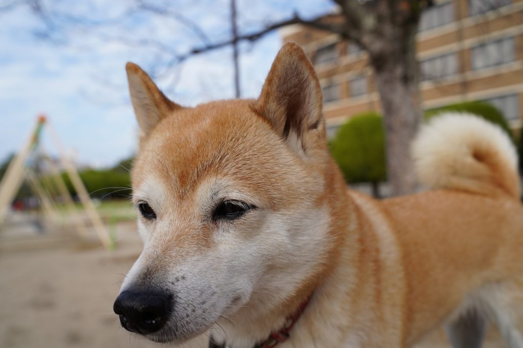 Jindo Vs Shiba Inu: Explaining Differences And Helping You Choose The ...