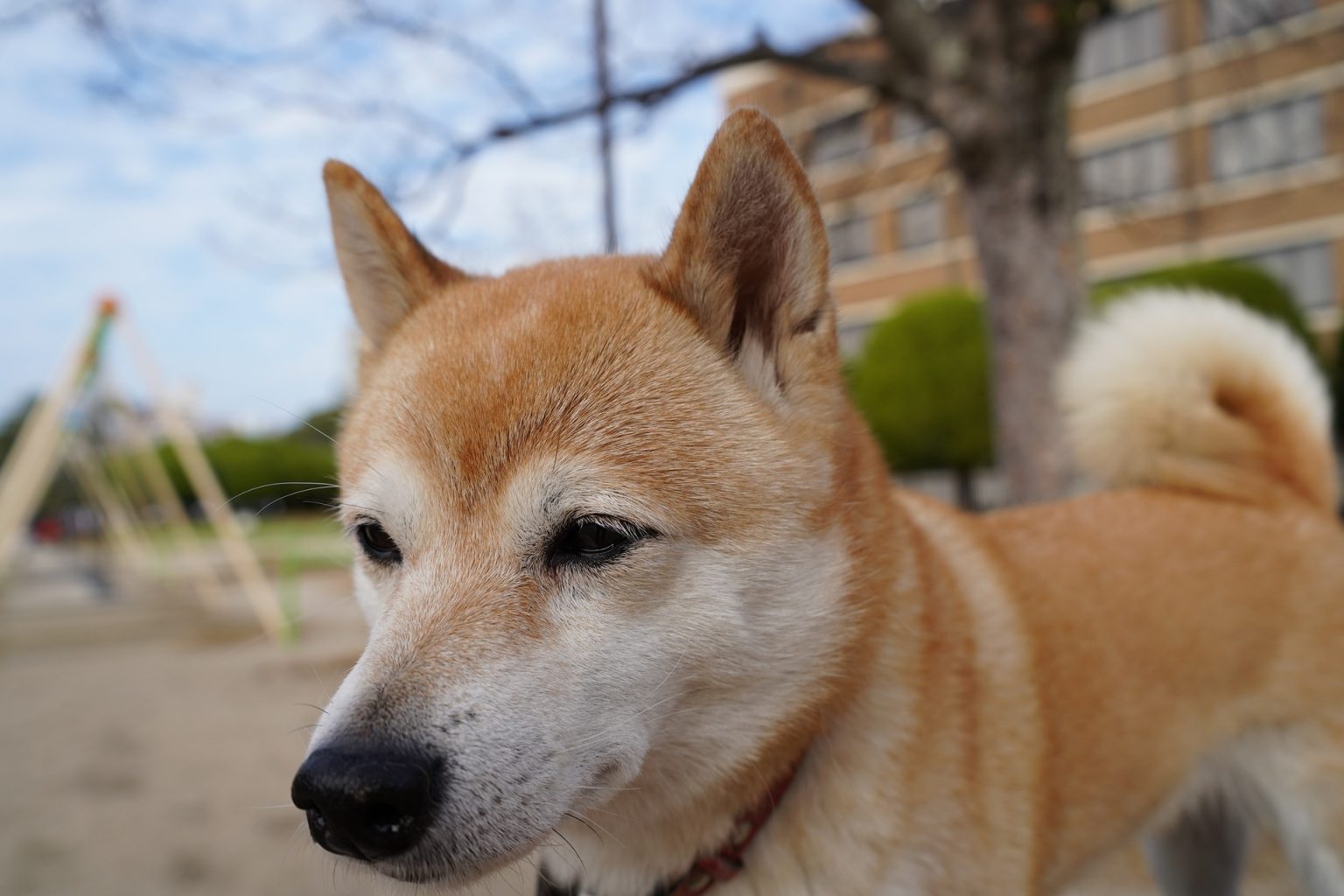 Jindo Vs Shiba Inu: Explaining Differences And Helping You Choose The ...