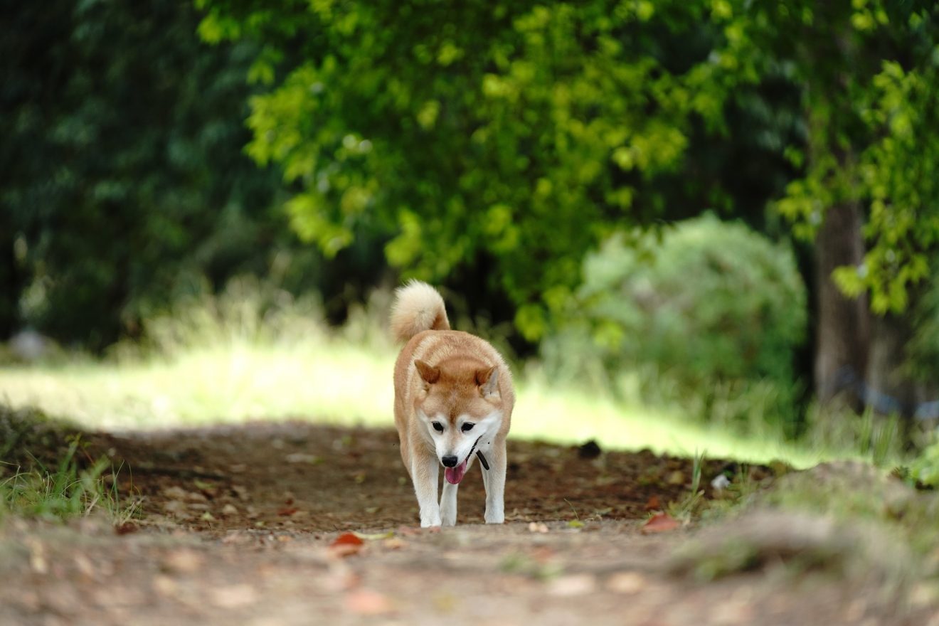 Dingo Vs Shiba Inu: Unraveling The Mysteries Of These Unique Canines