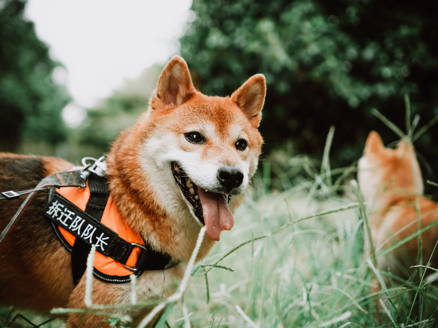 Jindo Vs Shiba Inu: Explaining Differences And Helping You Choose The ...