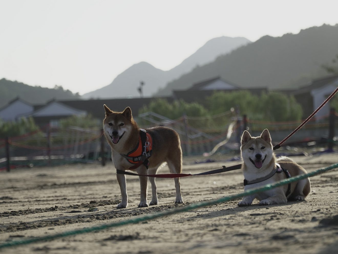 Shiba Inu Vs Husky: Choosing Between Fox-Like And Wolf-Like Dogs