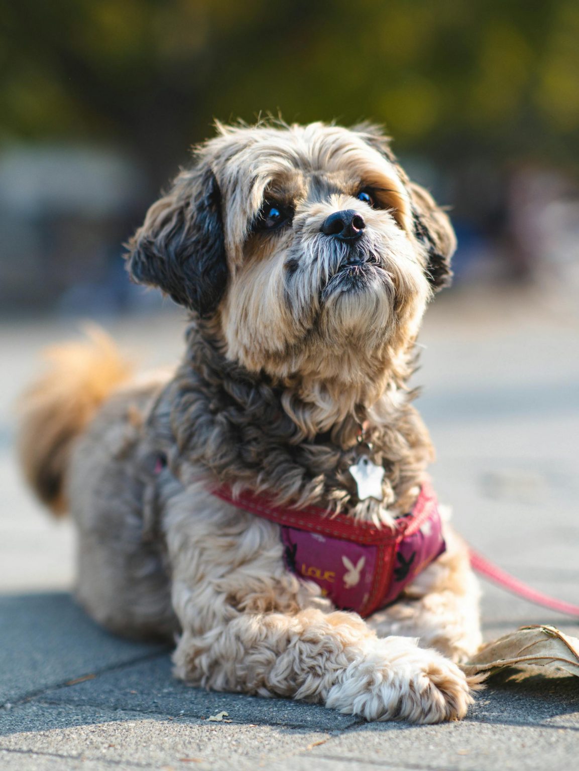 Bichon Frise Vs Shih Tzu: Choosing Your Perfect Fluffy Companion