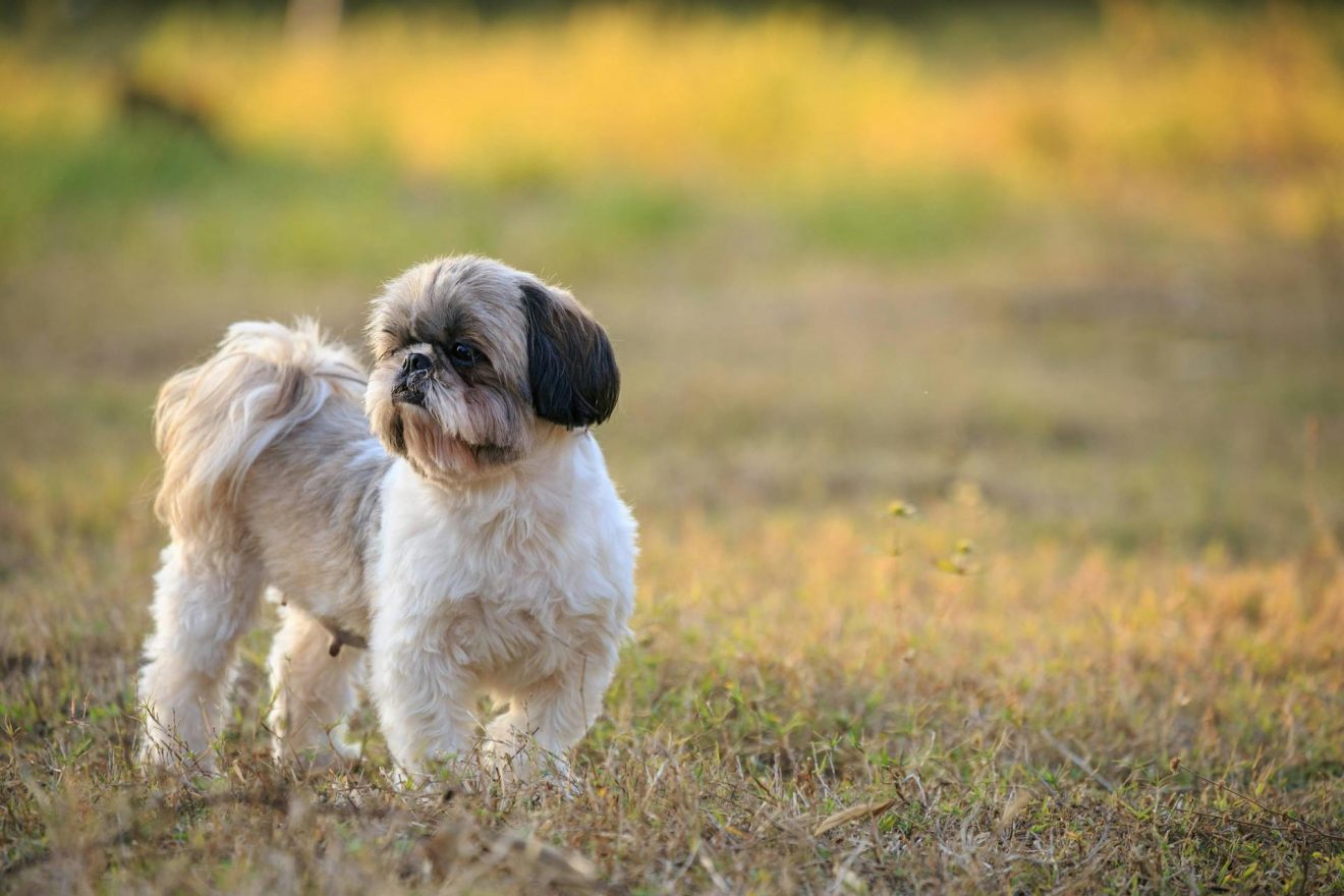 Bichon Frise Vs Shih Tzu: Choosing Your Perfect Fluffy Companion
