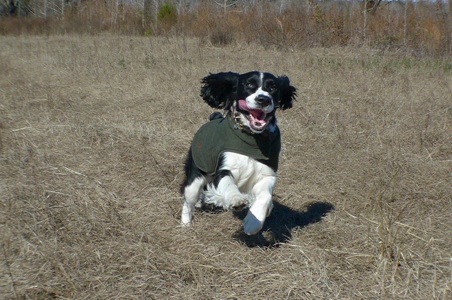 English Springer Spaniel Bench Vs Field: What Is The Main Difference?
