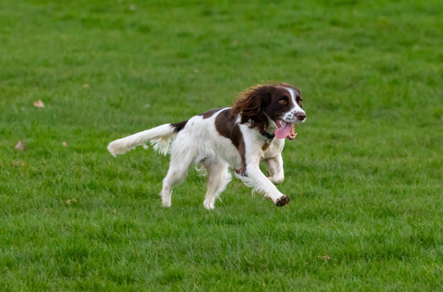 Cocker Spaniel Vs Springer Spaniel: Choosing Your Perfect Pet Companion