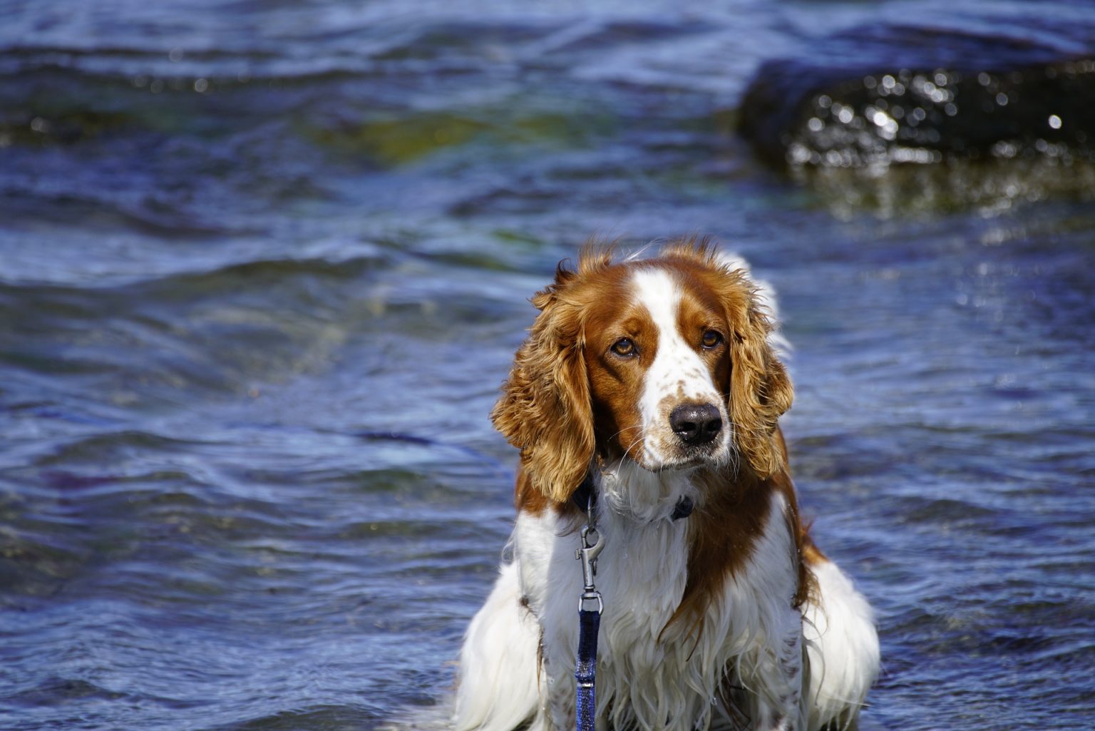 Welsh Springer Spaniel Vs English Springer Spaniel: Understanding The ...