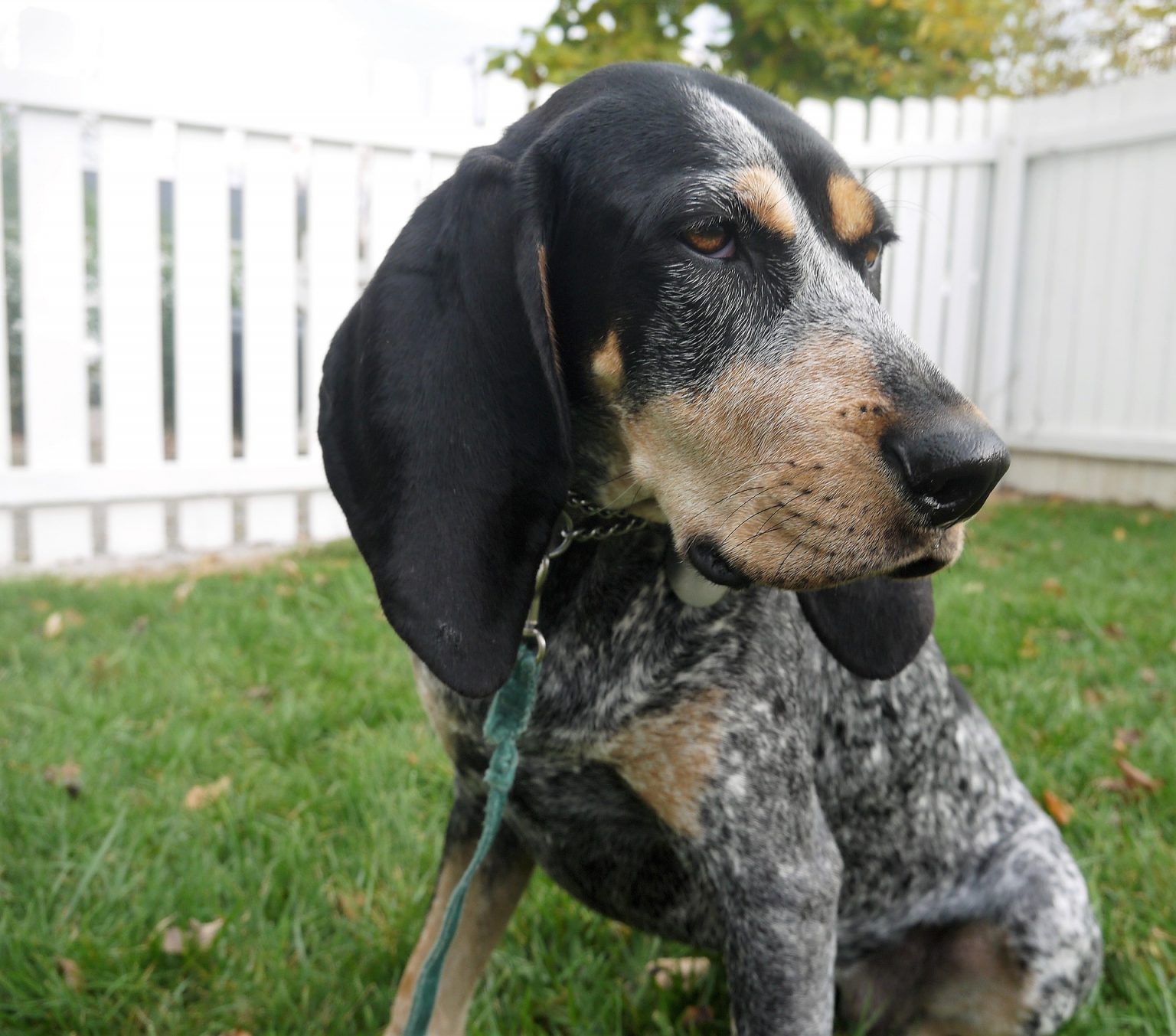 Bloodhound Vs Coonhound: Choosing The Right Scent Hound For You