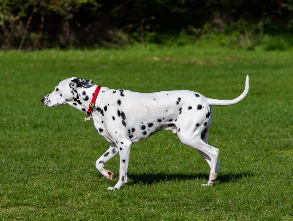 Dalmatian Vs Pointer: Choosing The Right Spotted Companion