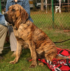 Bloodhound Vs Fila Brasileiro: How These Large Breeds Compare?