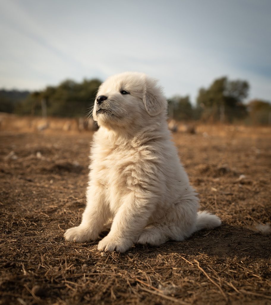 Karakachan Vs Great Pyrenees: Comparing Guardian Dog Breeds